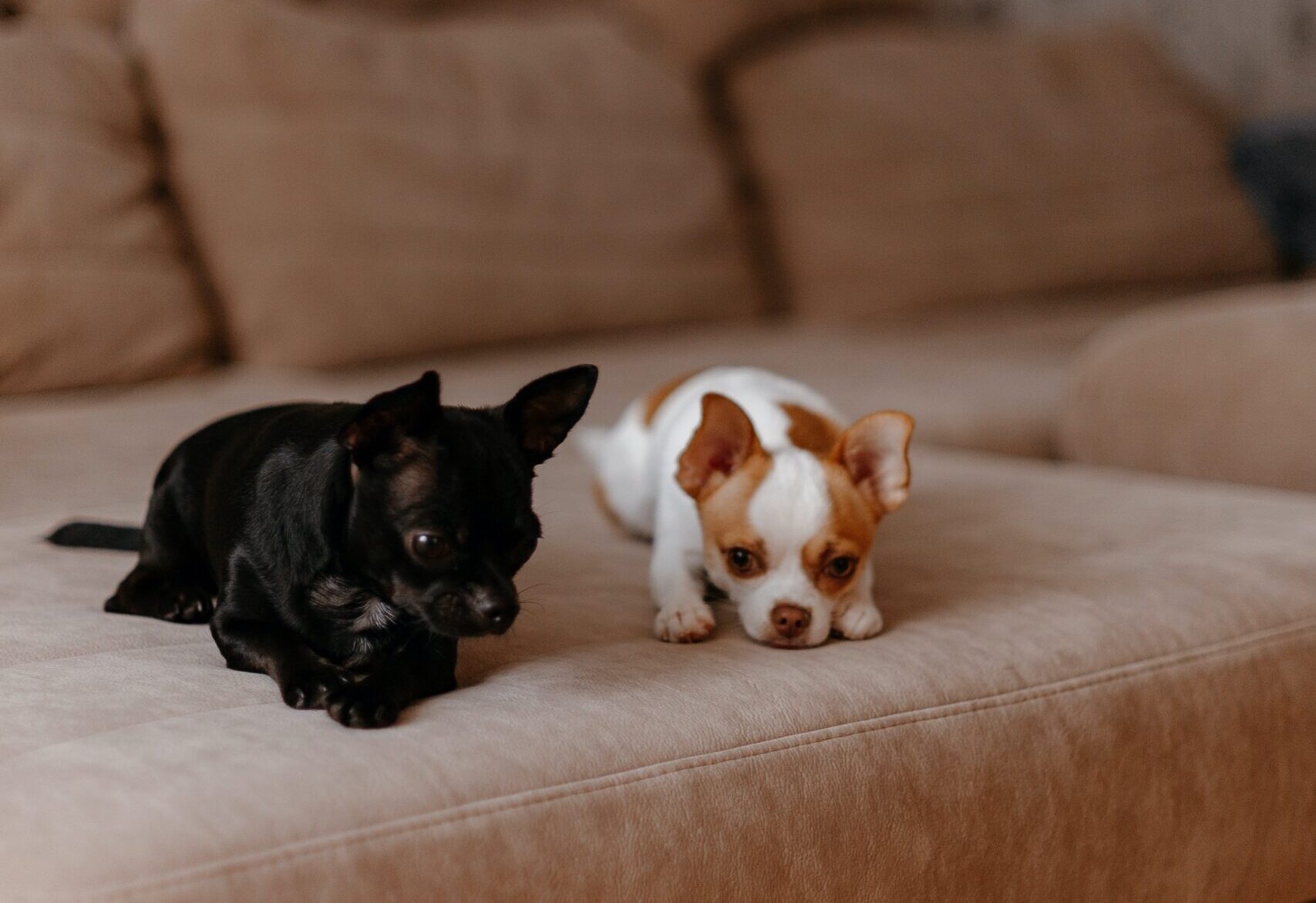 Los sorprendentes beneficios de tener una mascota en casa - Latinas RealEs